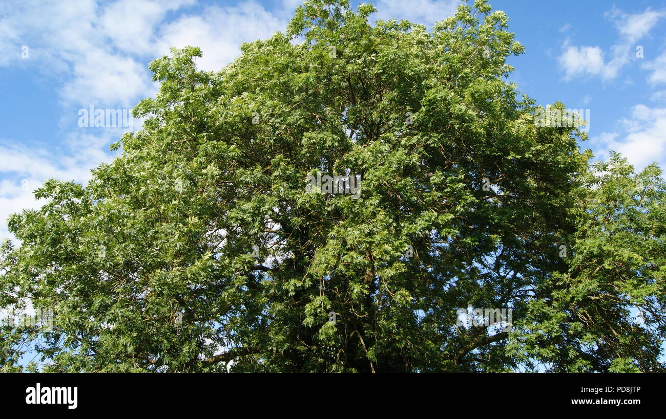 Top of tree Stock Photo - Alamy