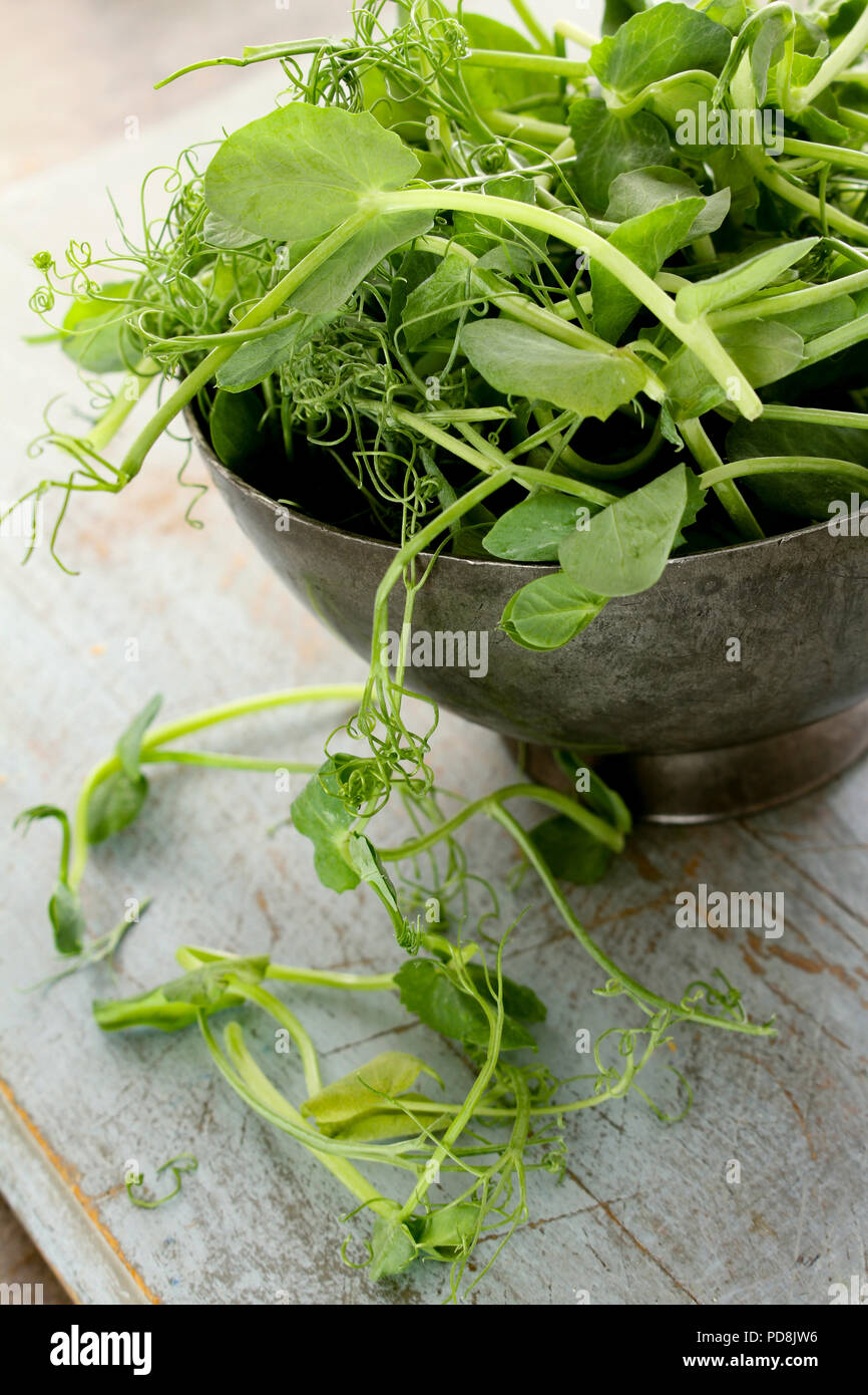 preparing fresh pea shoots Stock Photo - Alamy