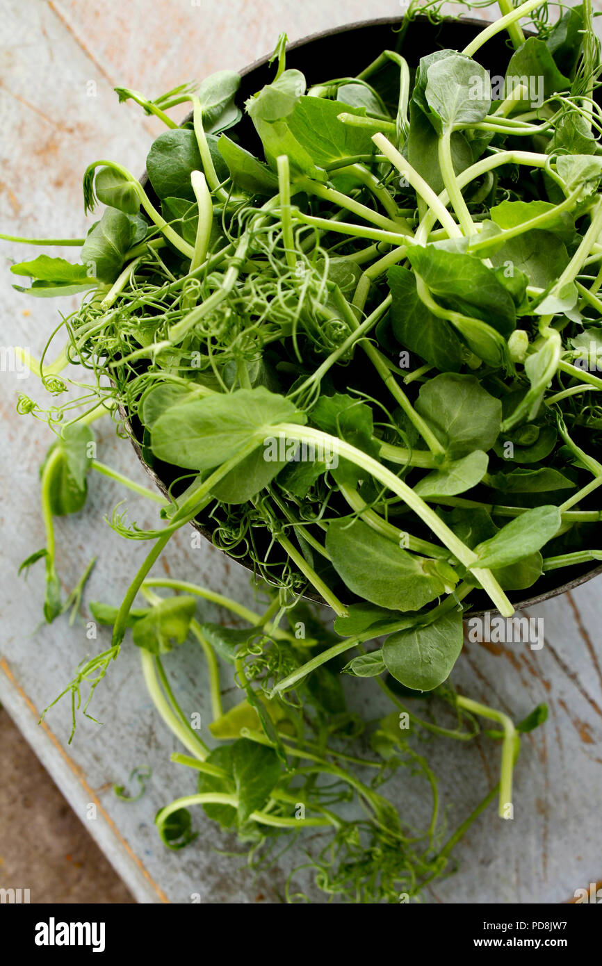 preparing fresh pea shoots Stock Photo - Alamy