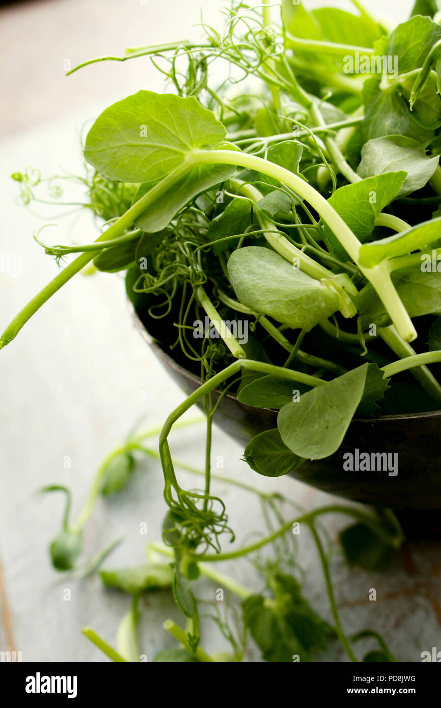 preparing fresh pea shoots Stock Photo - Alamy