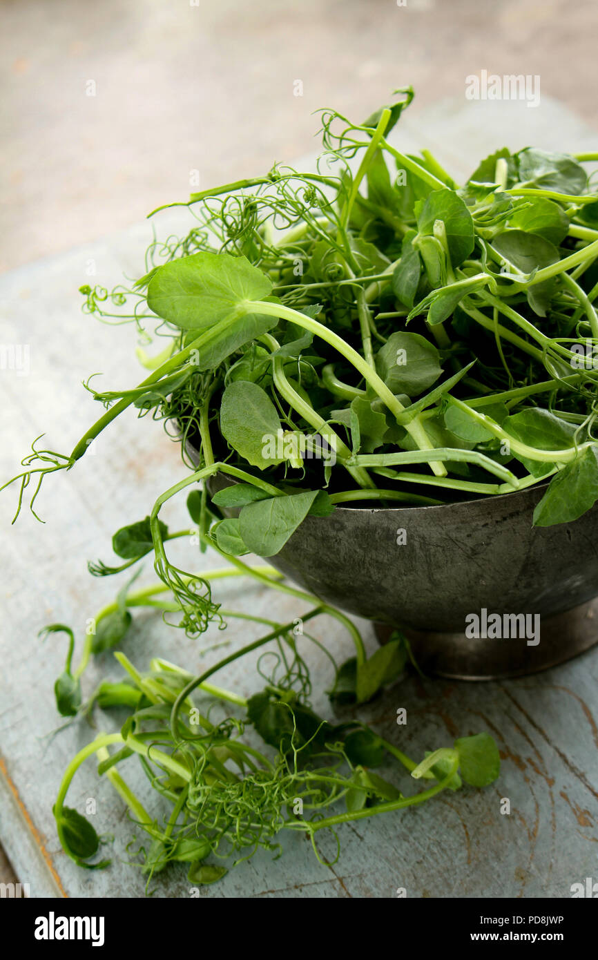 preparing fresh pea shoots Stock Photo - Alamy