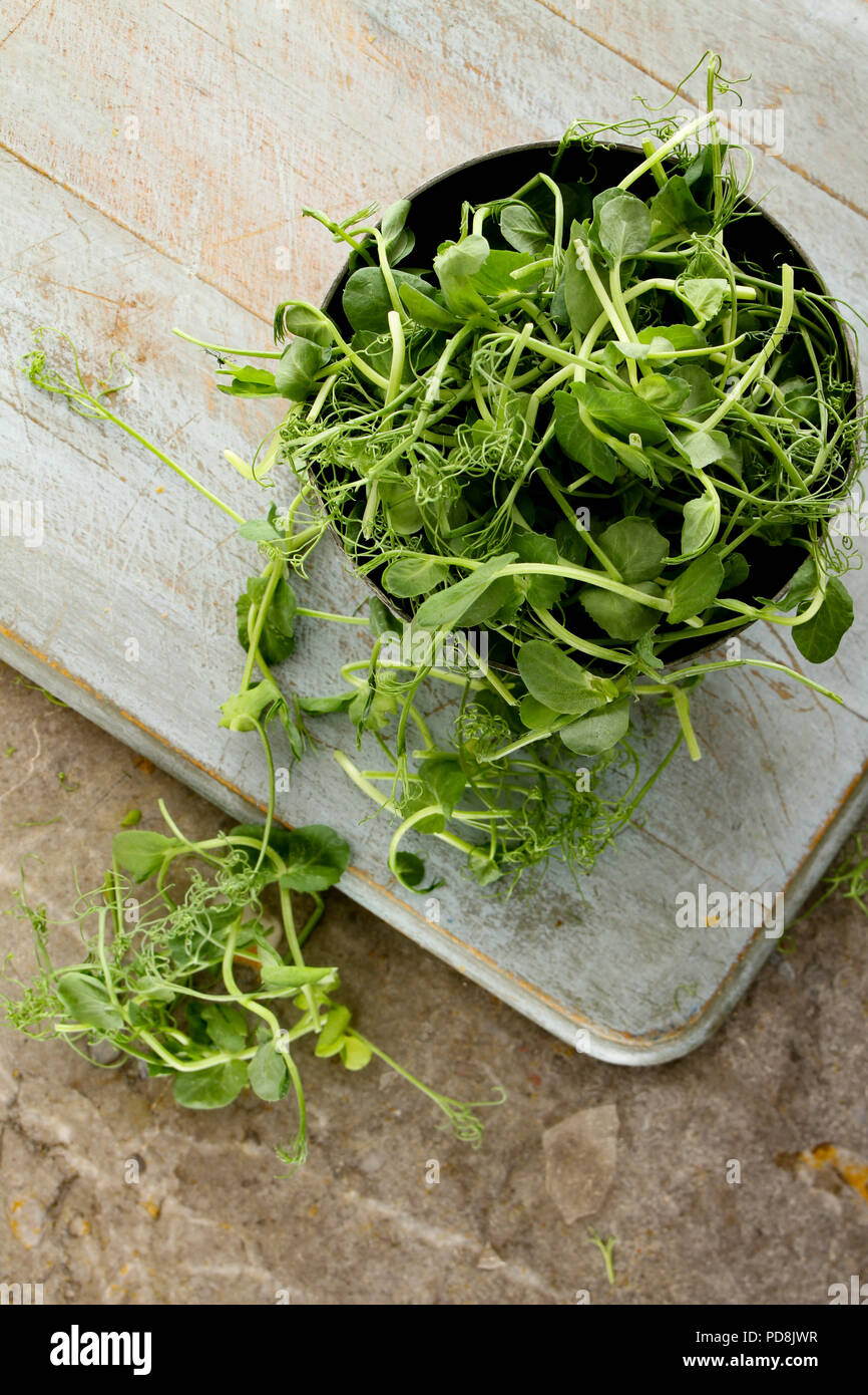 preparing fresh pea shoots Stock Photo - Alamy