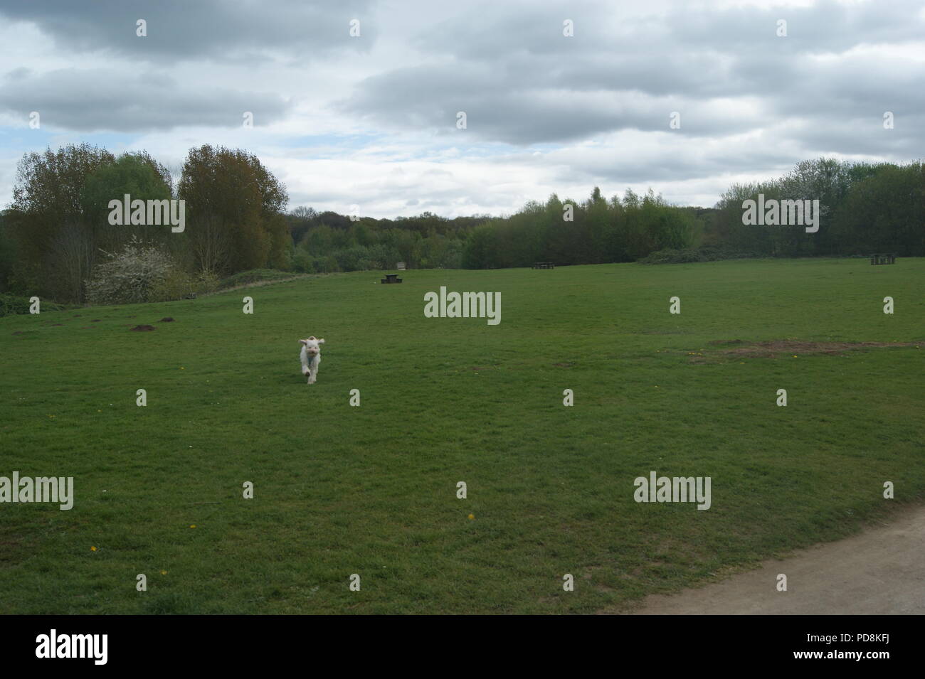 Dog running in green countryside Stock Photo - Alamy