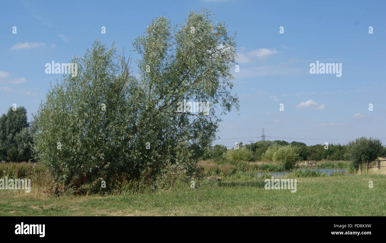 Leafy tree hi-res stock photography and images - Alamy