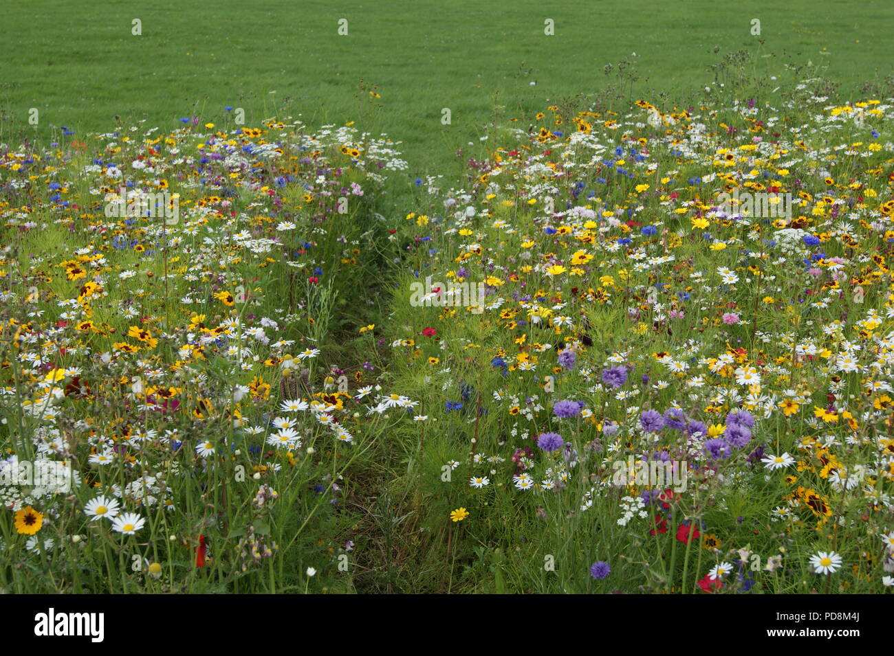 Pretty wild flowers hi-res stock photography and images - Alamy