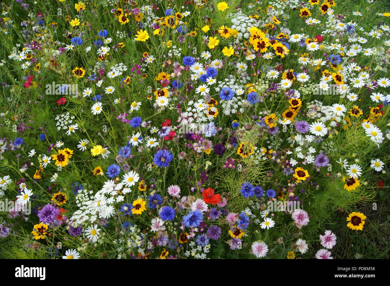 Pretty wild flowers hi-res stock photography and images - Alamy