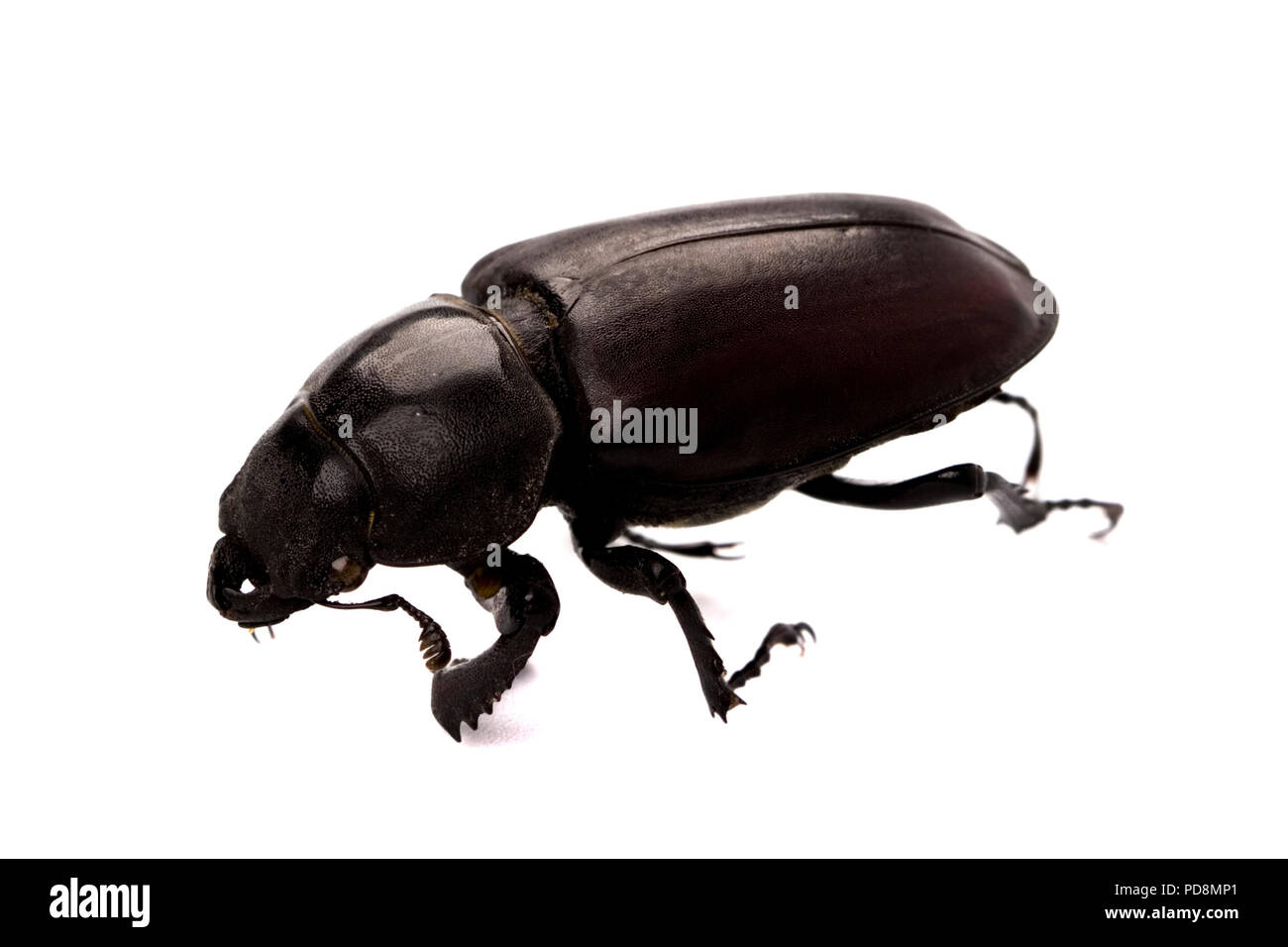 black bug isolated on white background Stock Photo - Alamy