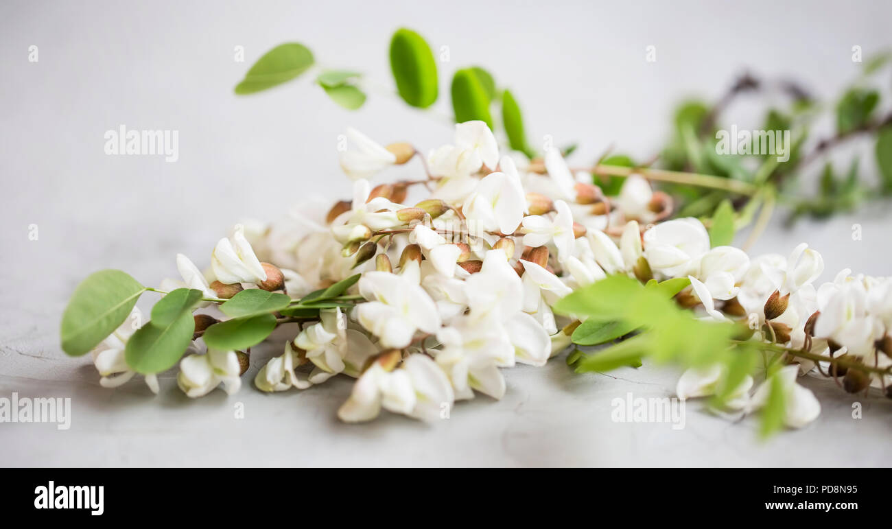 Acacia flowers on simple concrete background. Acacia branches with ...
