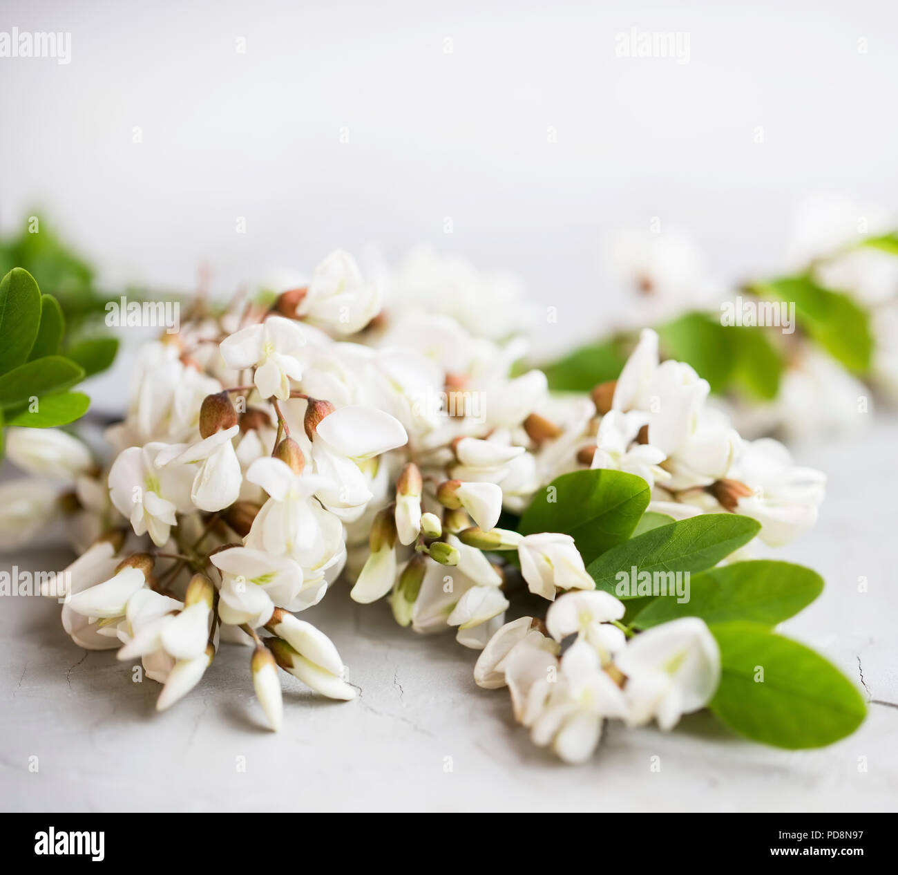 Acacia flowers on simple concrete background. Acacia branches with ...