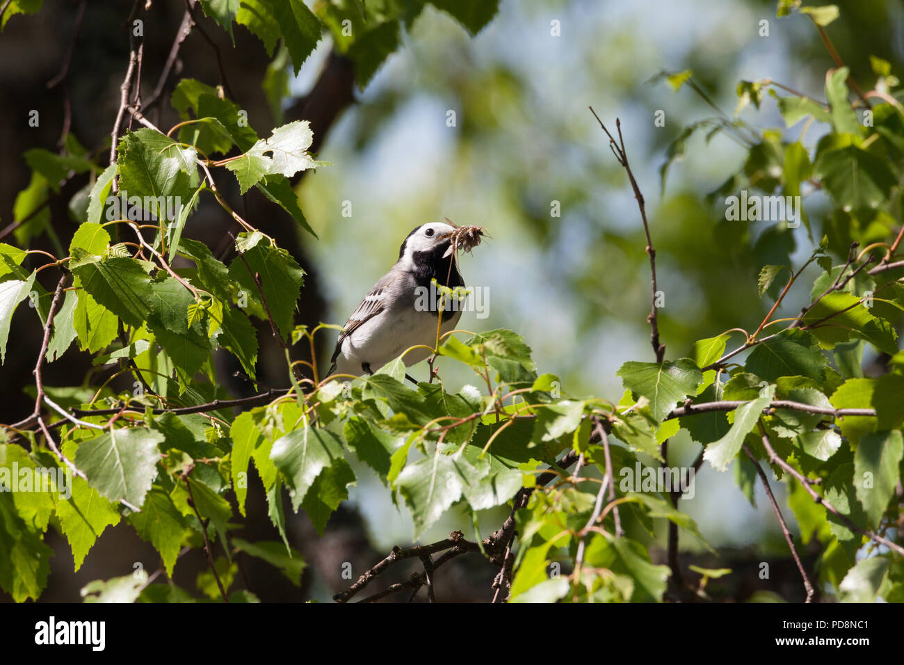 Wagtail bird in tree with insects in beak Stock Photo - Alamy