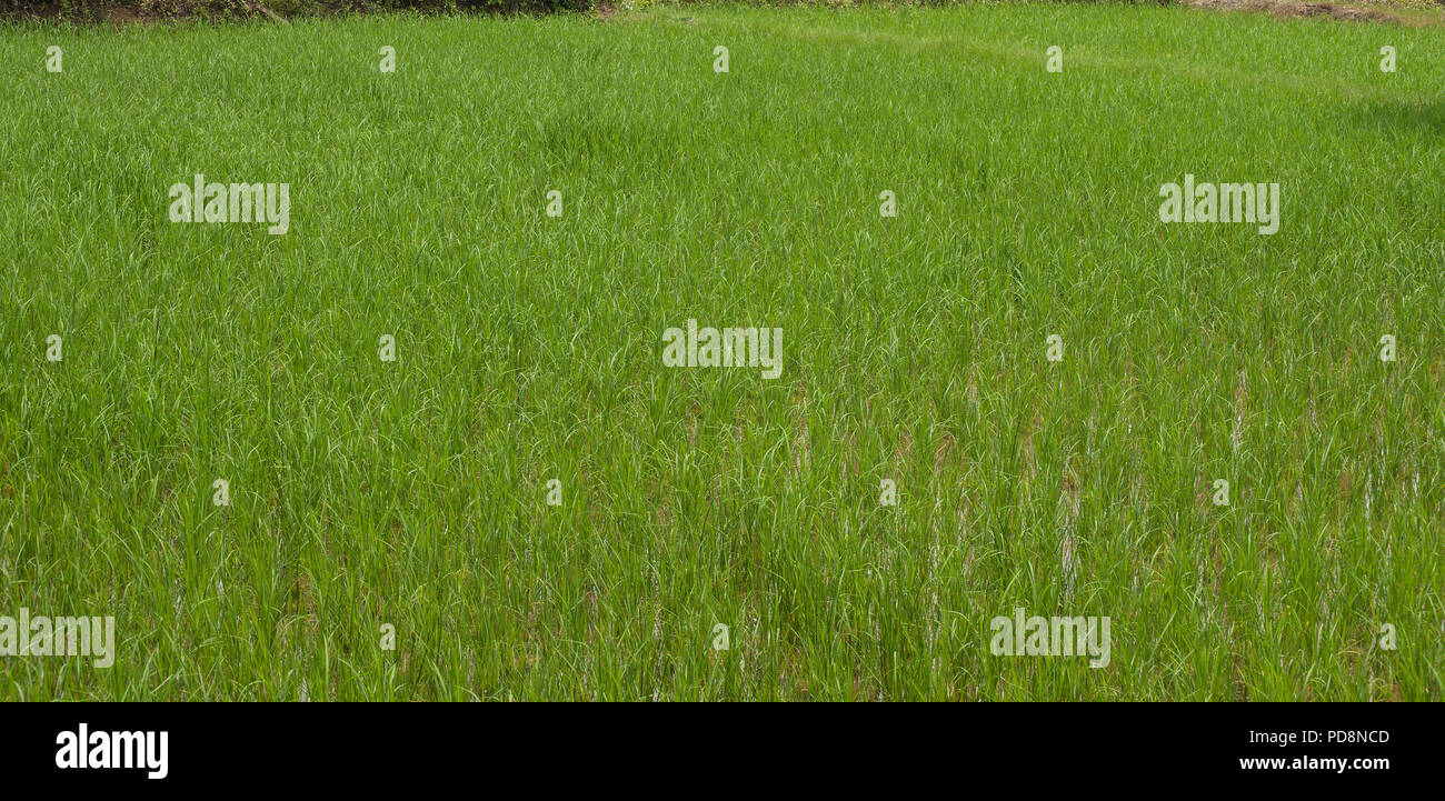 Wet rice cultivation hi-res stock photography and images - Alamy