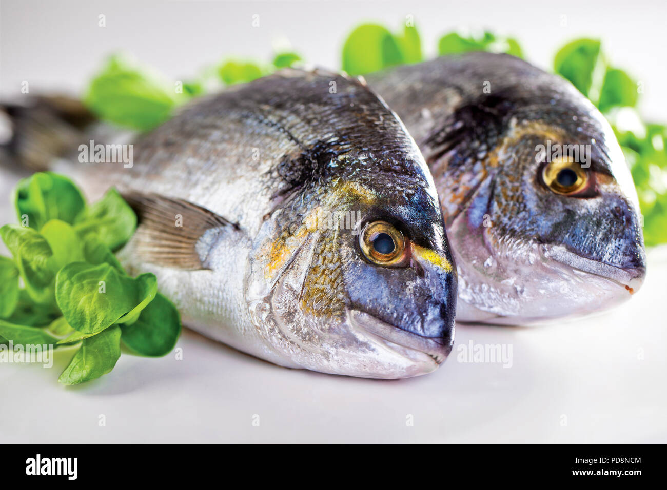 Dorada fish with salad on white background. Studio shot Stock Photo - Alamy