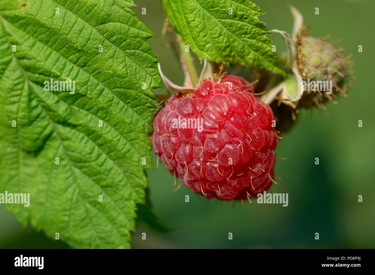 Raspberry - Rubus idaeus Framboise Stock Photo - Alamy