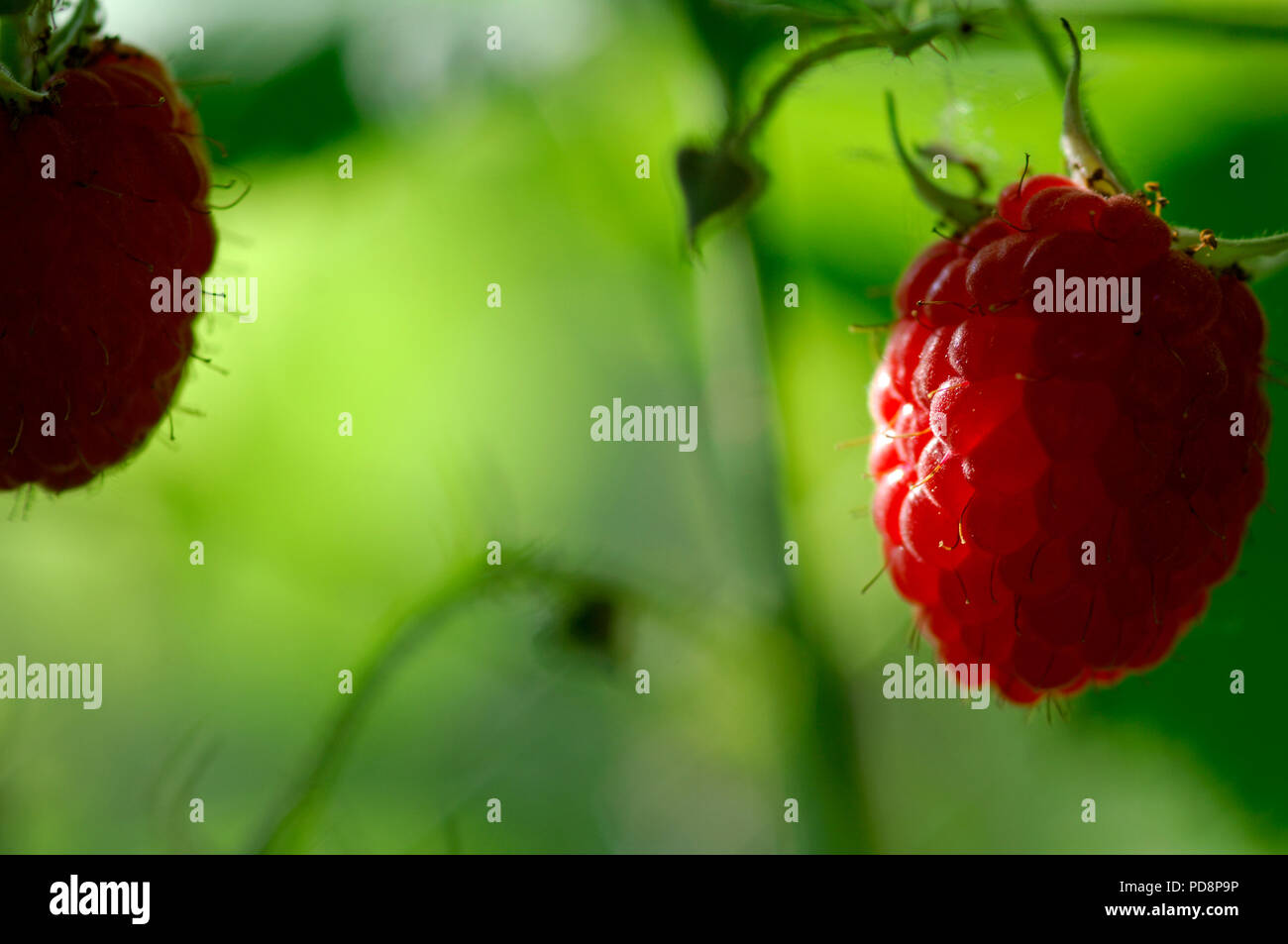 Raspberry - Rubus idaeus Framboise Stock Photo - Alamy