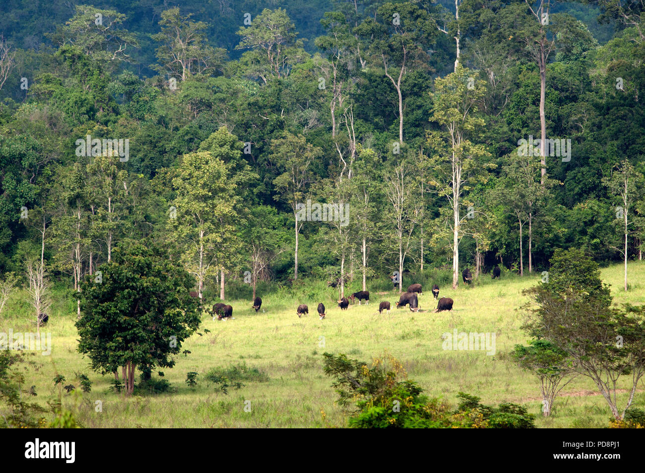 Gayal hi-res stock photography and images - Alamy