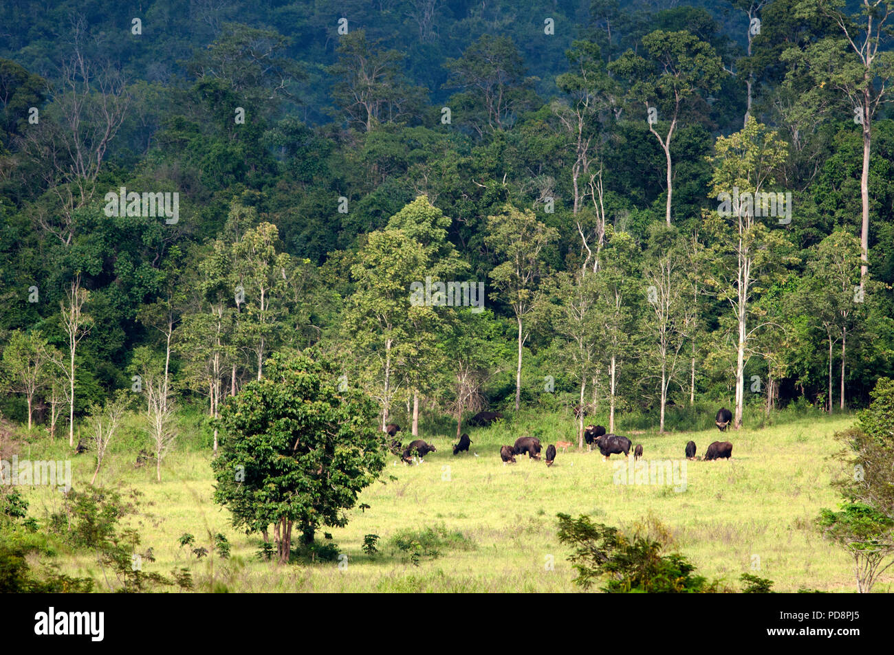Gayal hi-res stock photography and images - Alamy
