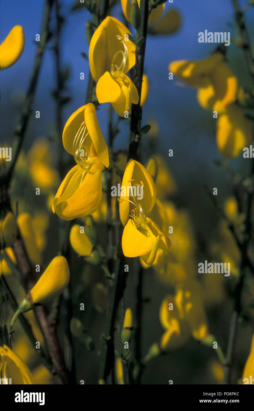 Genet a balais hi-res stock photography and images - Alamy