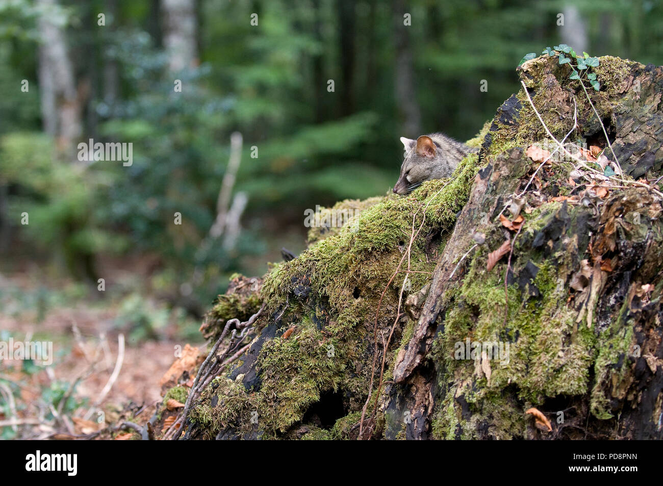 Genet - Genetta genetta - France Genette d'Europe Stock Photo - Alamy