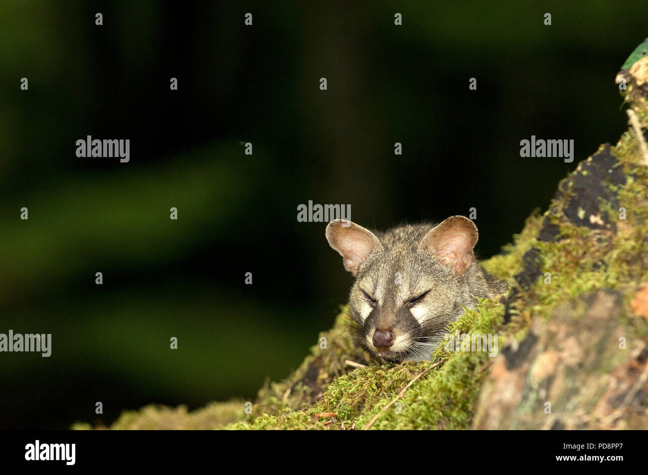 Genet - Genetta genetta - France Genette d'Europe Stock Photo - Alamy