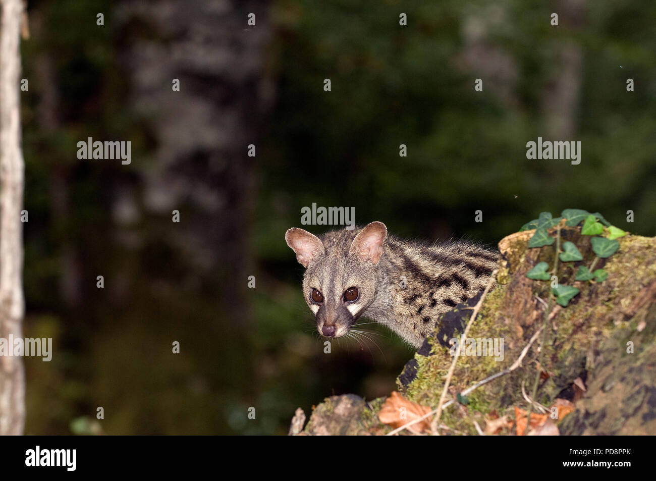 Genet - Genetta genetta - France Genette d'Europe Stock Photo - Alamy