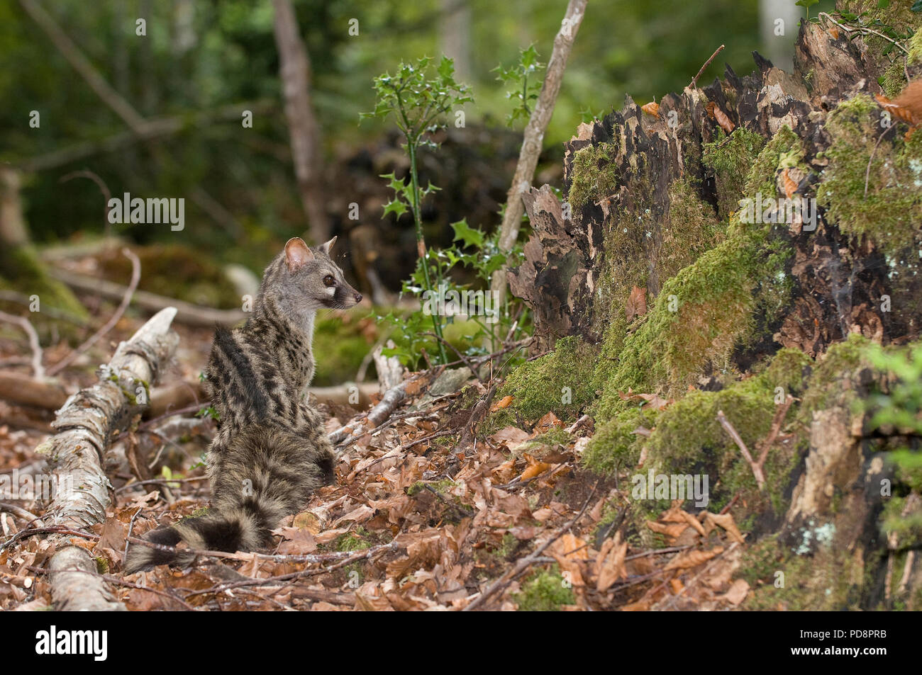 Genet - Genetta genetta - France Genette d'Europe Stock Photo - Alamy