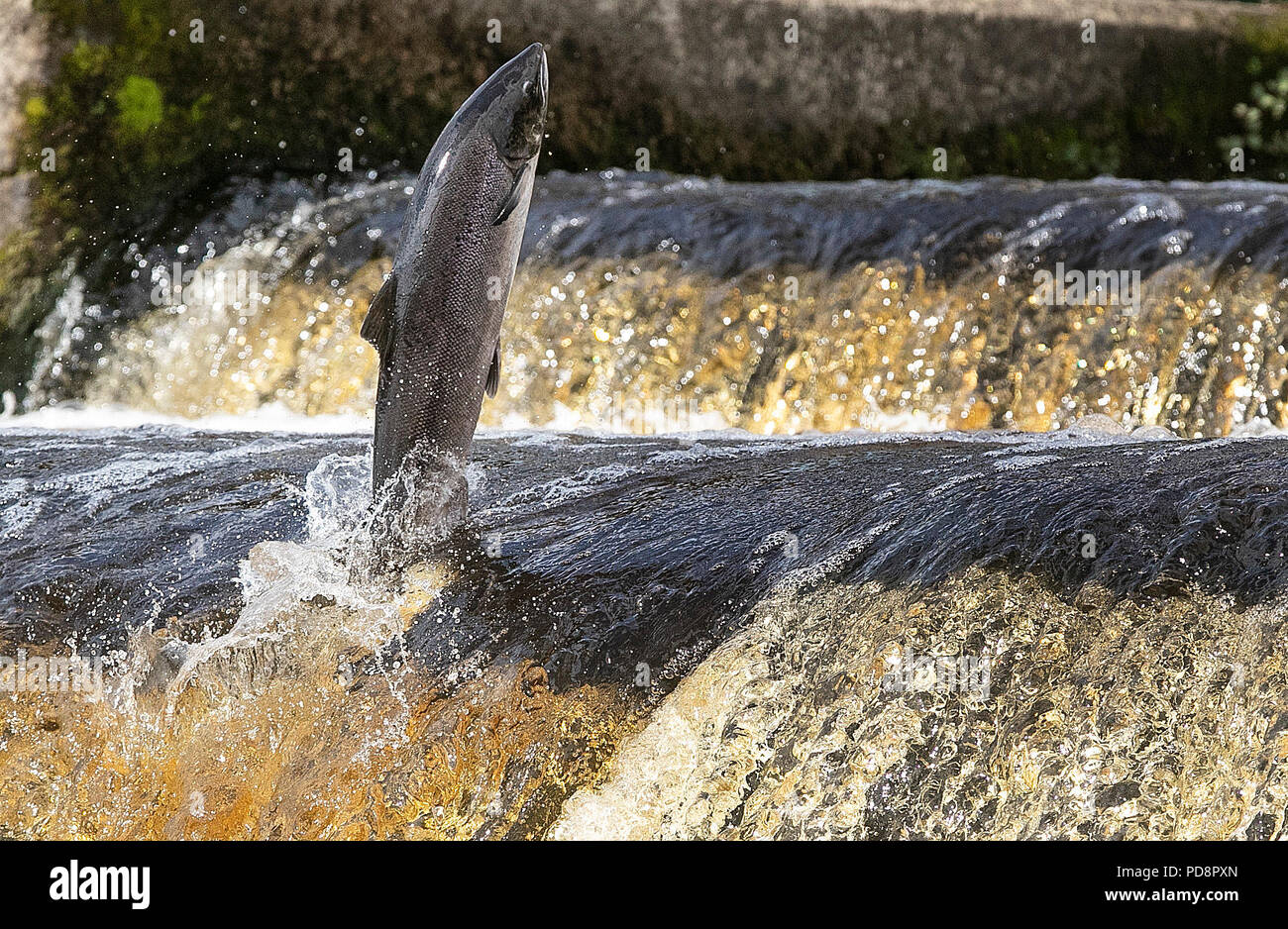 A salmon makes its way upstream on the River Tyne in Heaxham ...