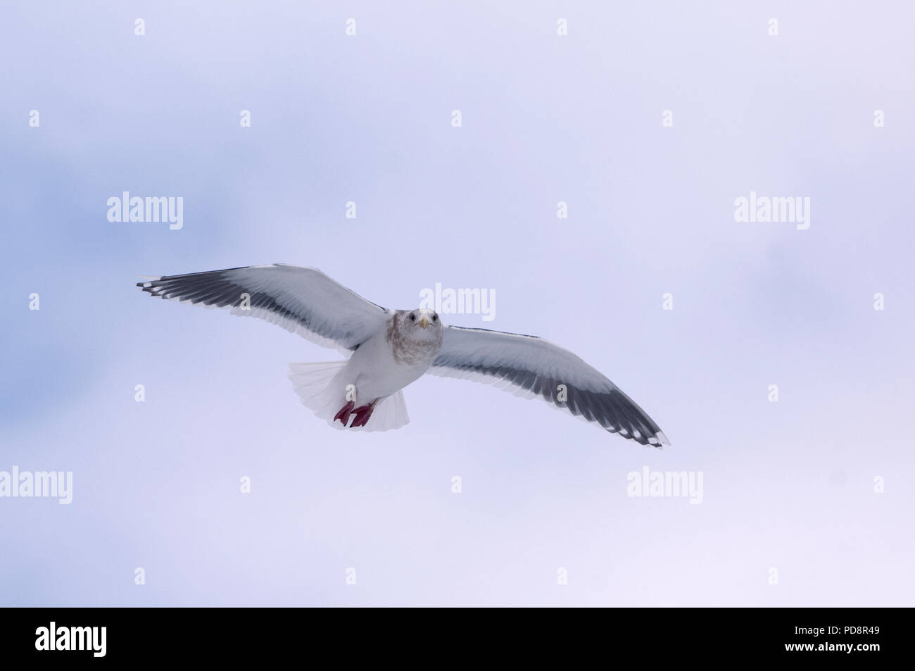 Slaty-backed Gull ( Larus schistisagus) flying, Japan (IUCN red list ...