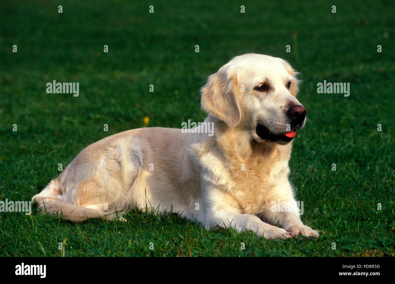 Chien golden retriever hi-res stock photography and images - Alamy