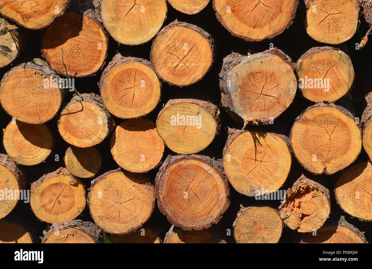 Cutted trees hi-res stock photography and images - Alamy