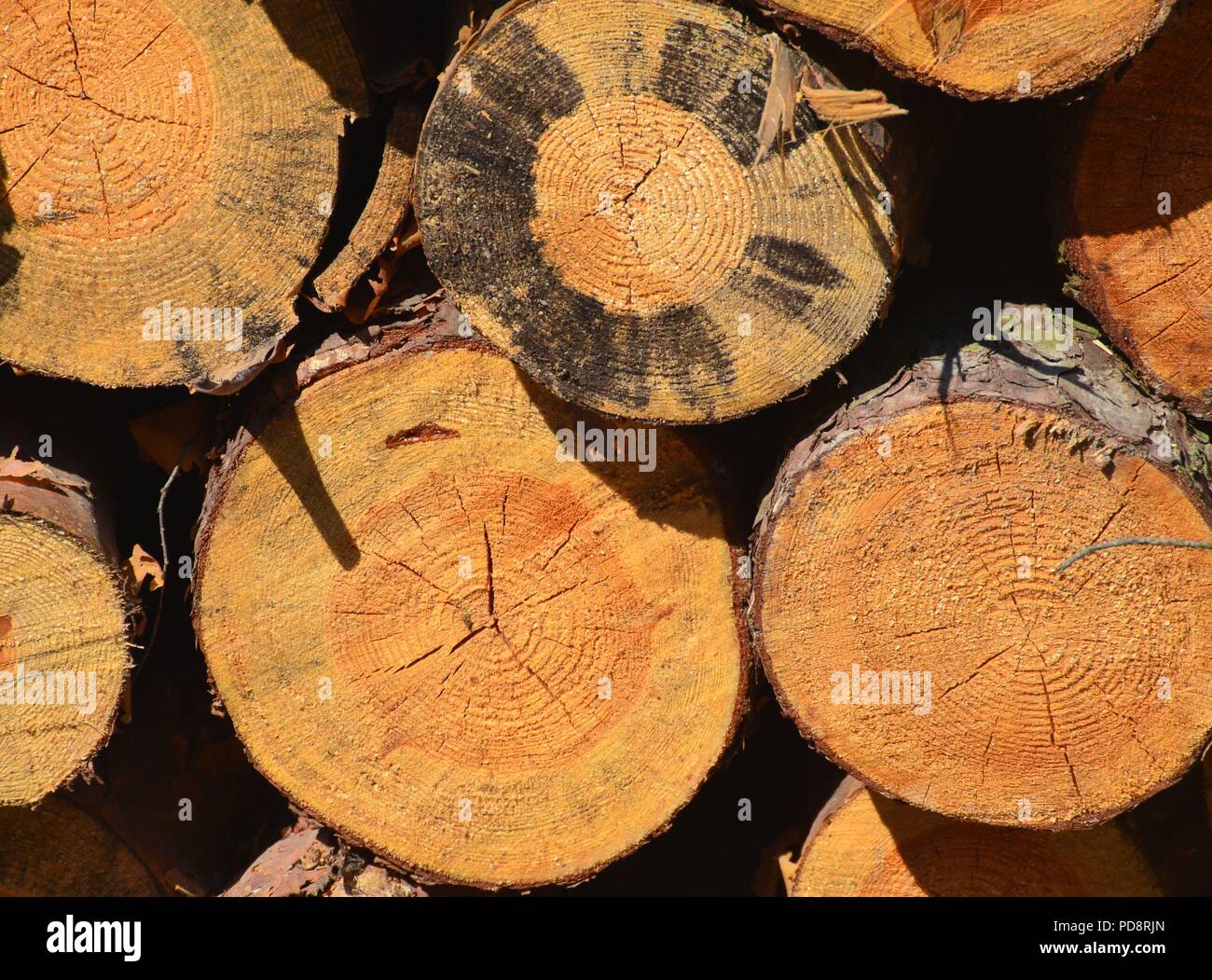 Cutted trees in forest Stock Photo - Alamy