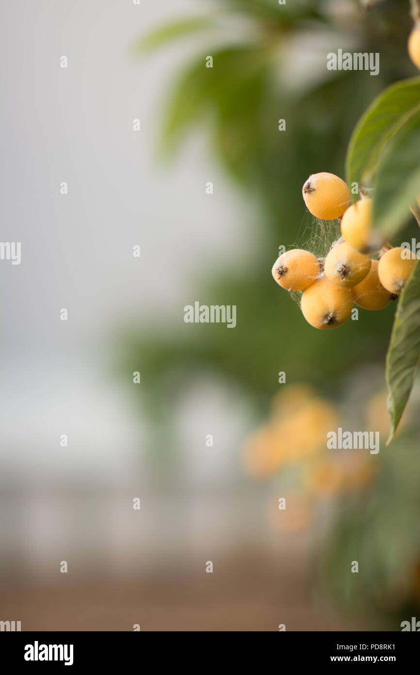 one loquat tree a day Stock Photo - Alamy