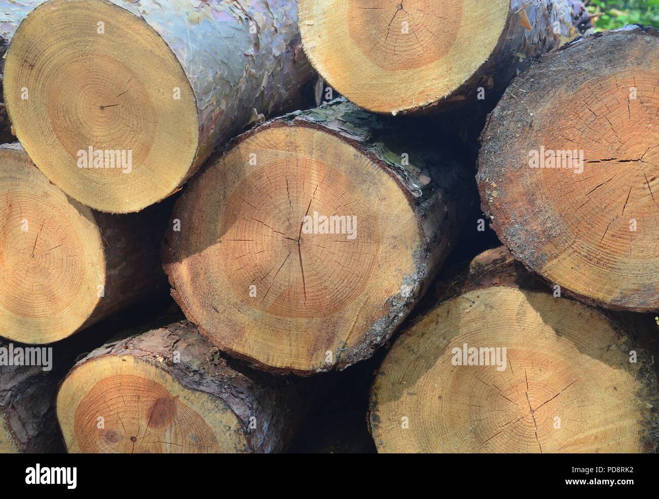 Cutted trees in forest Stock Photo - Alamy