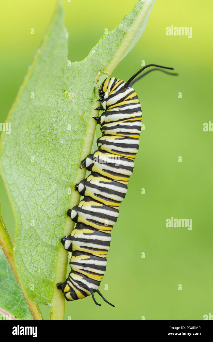 A Monarch Butterfly (Danaus Plexippus) caterpillar (larva) 5th instar ...