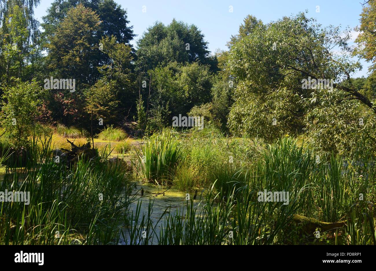 Pond in forest hi-res stock photography and images - Alamy