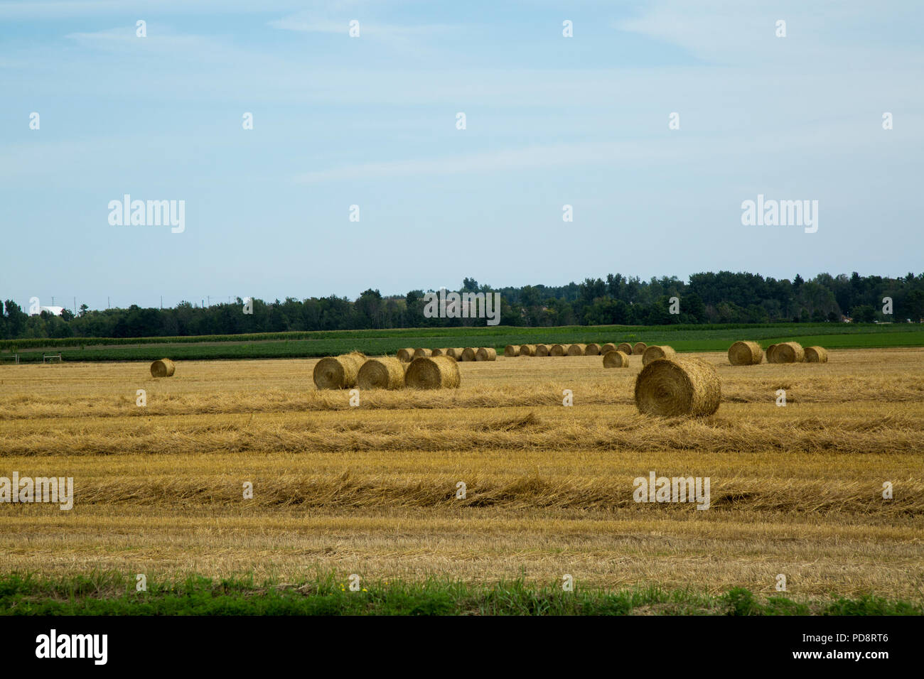 Farmers field cut grass hi-res stock photography and images - Alamy