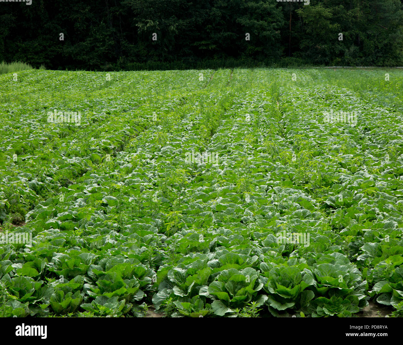 rows of fresh lettuce growing in a farmers field Stock Photo - Alamy