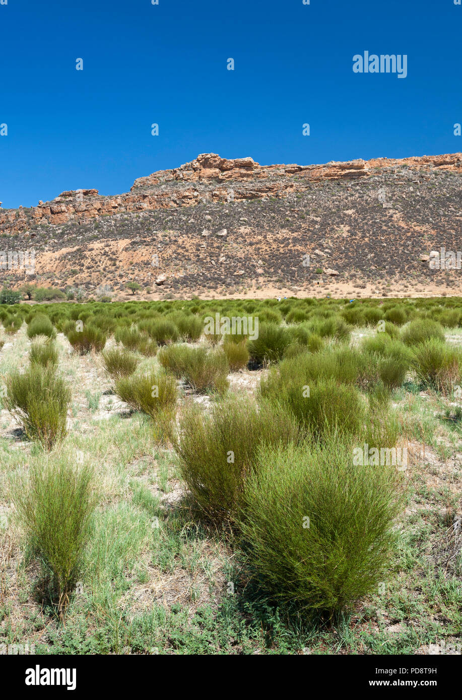 Rooibos plant hi-res stock photography and images - Alamy