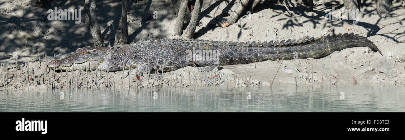 Australia, Western Australia, Kimberley Coast, Hunter River, Porosus ...