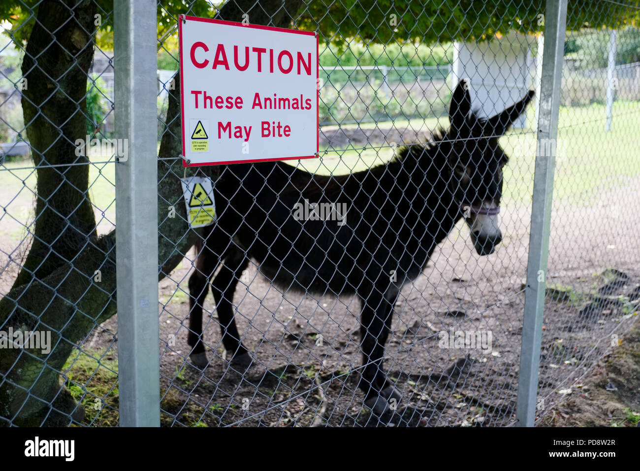 Donkey Teeth Stock Photos & Donkey Teeth Stock Images - Alamy
