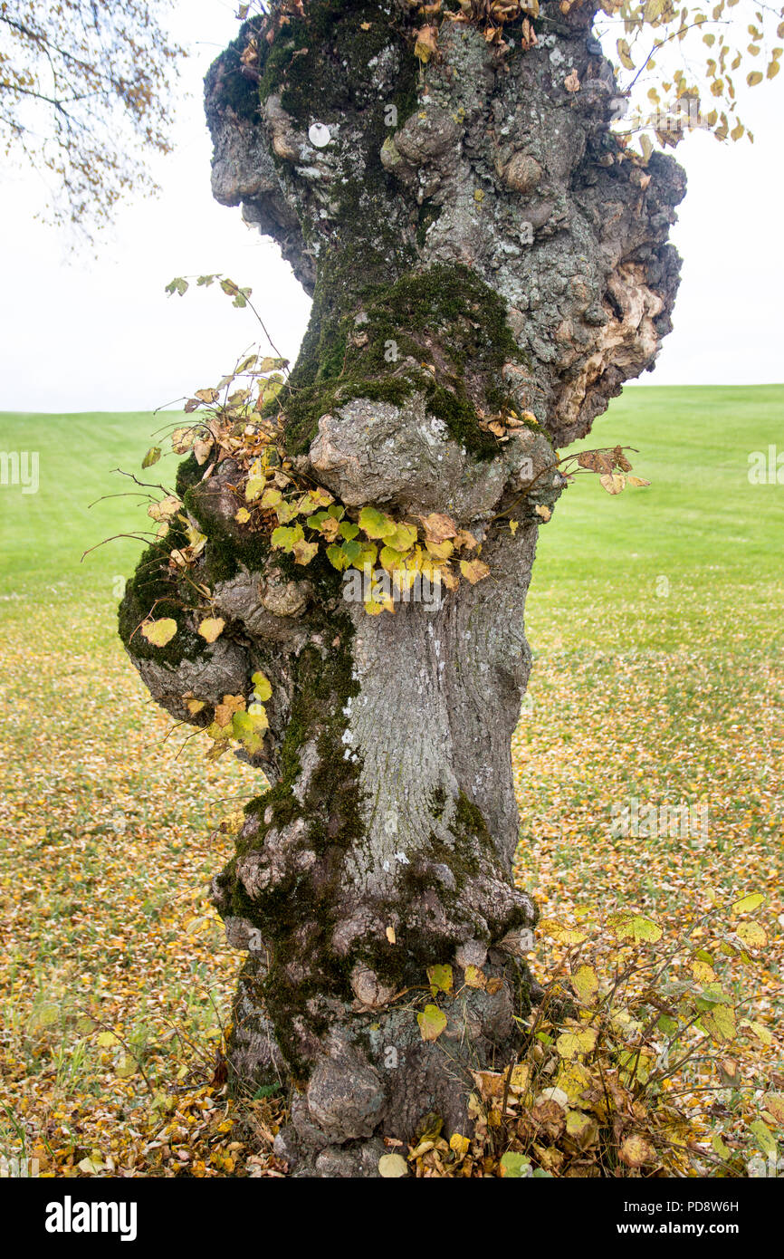Linden trunk hi-res stock photography and images - Alamy