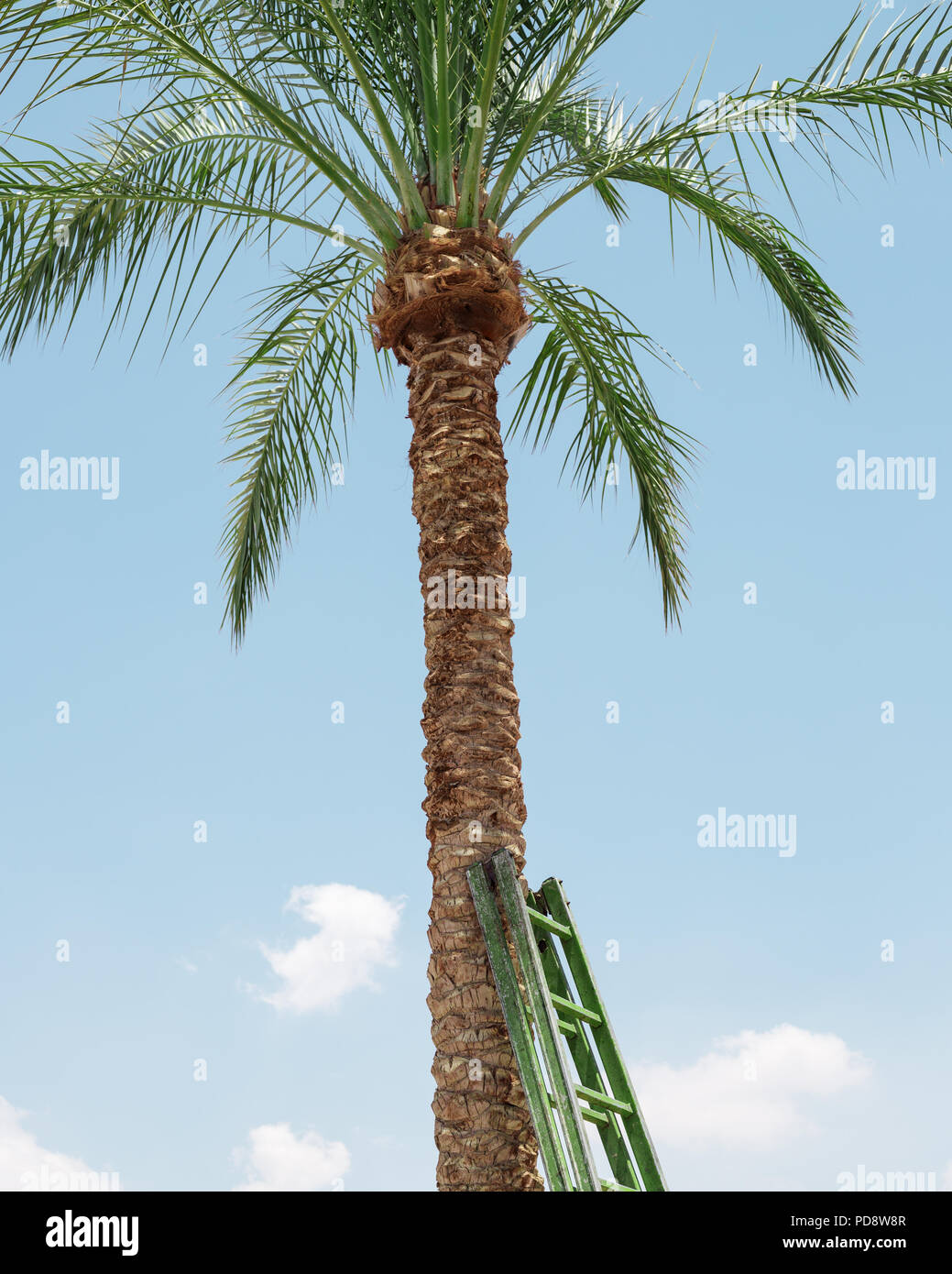 Ladder to the top of palm tree, sky and clouds. Minimal summer card ...
