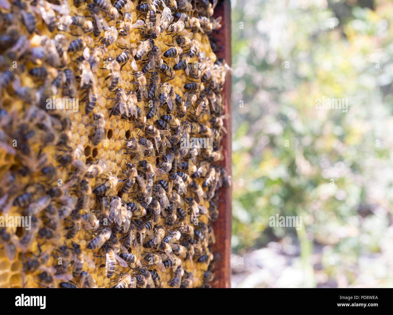 Iberian honey bees hi-res stock photography and images - Alamy