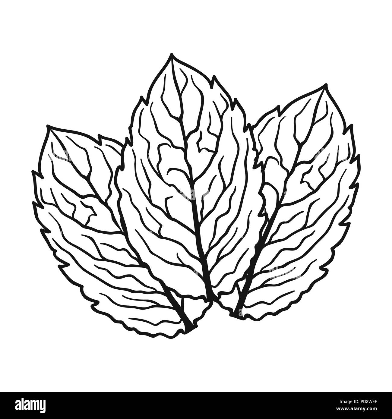 Mint icon in outline style isolated on white background. Herb an spices ...