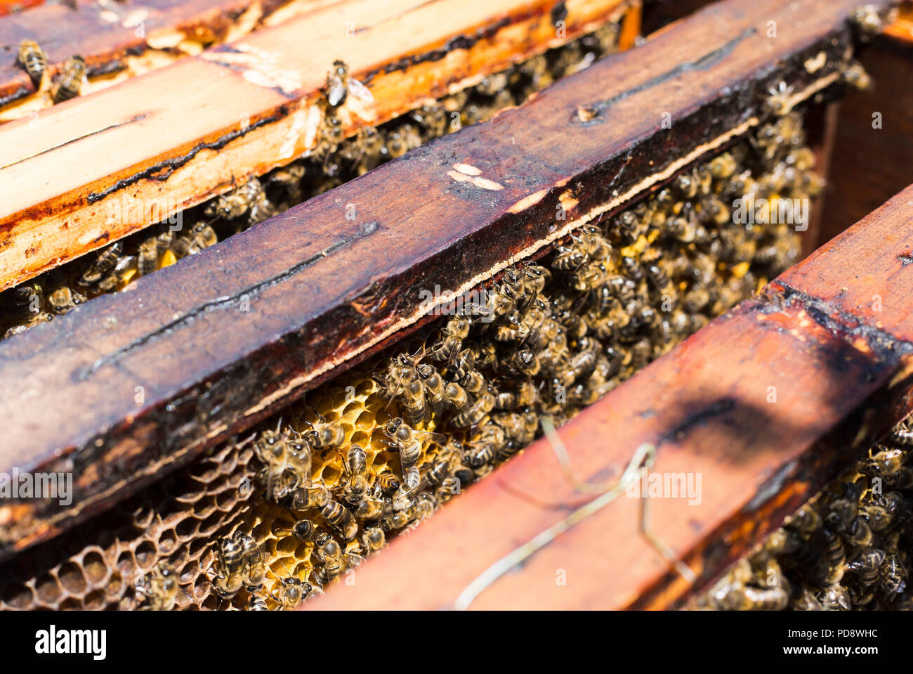 Western honey bee bees hi-res stock photography and images - Alamy
