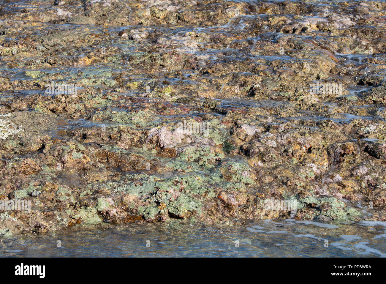 Australia, Western Australia, Kimberley, Montgomery Reef. Detail of ...