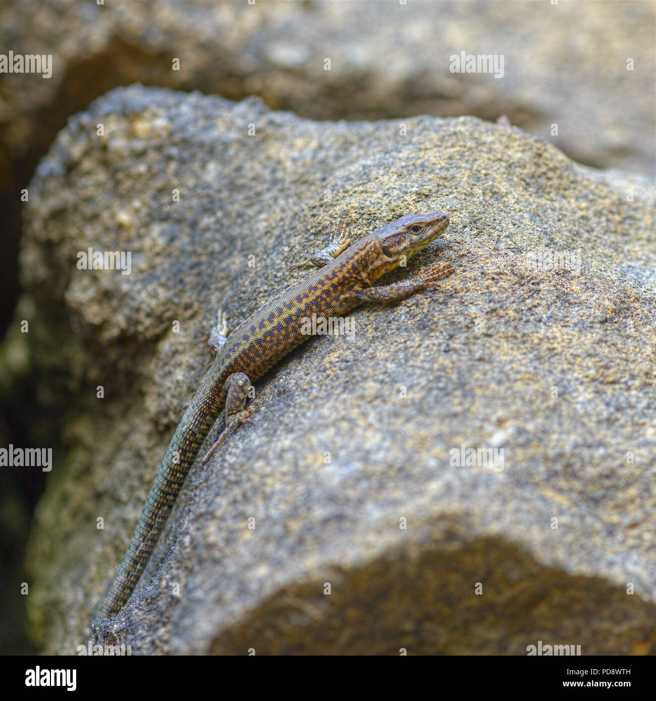 Common lizard or Iberian lizard (Podarcis hispanicus) is a species of ...
