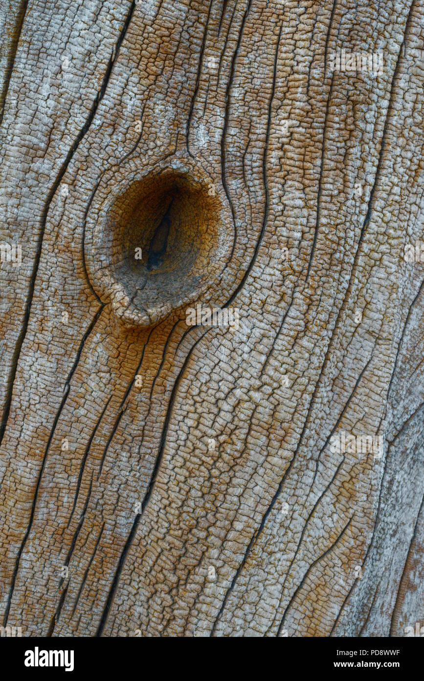 cracked texture of the bark of a dead tree Stock Photo - Alamy