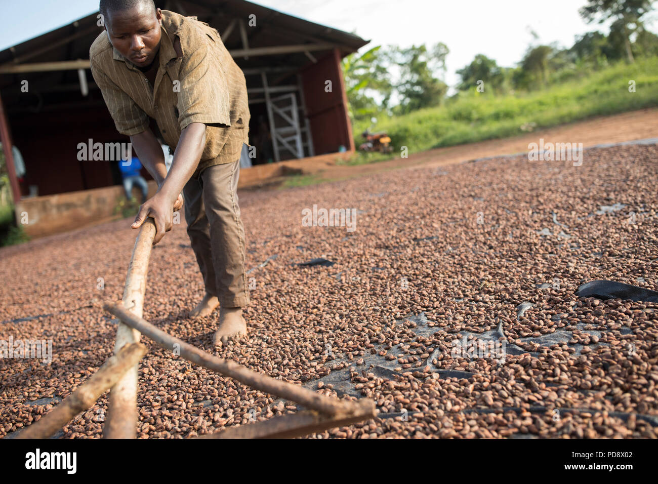 Cocoa bean fermentation hi-res stock photography and images - Alamy