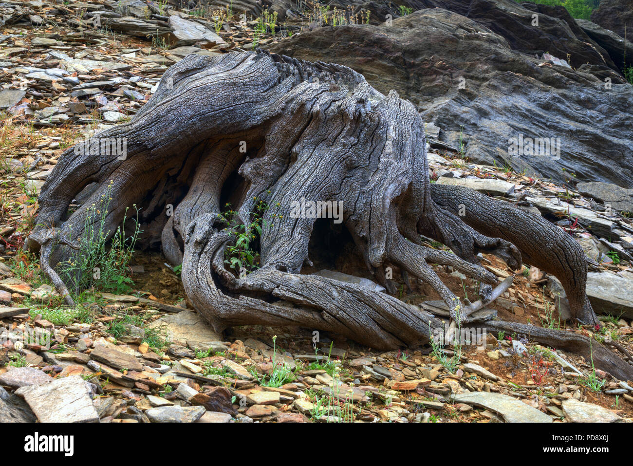 Tortuous roots in the remains of an ancient dead tree Stock Photo - Alamy