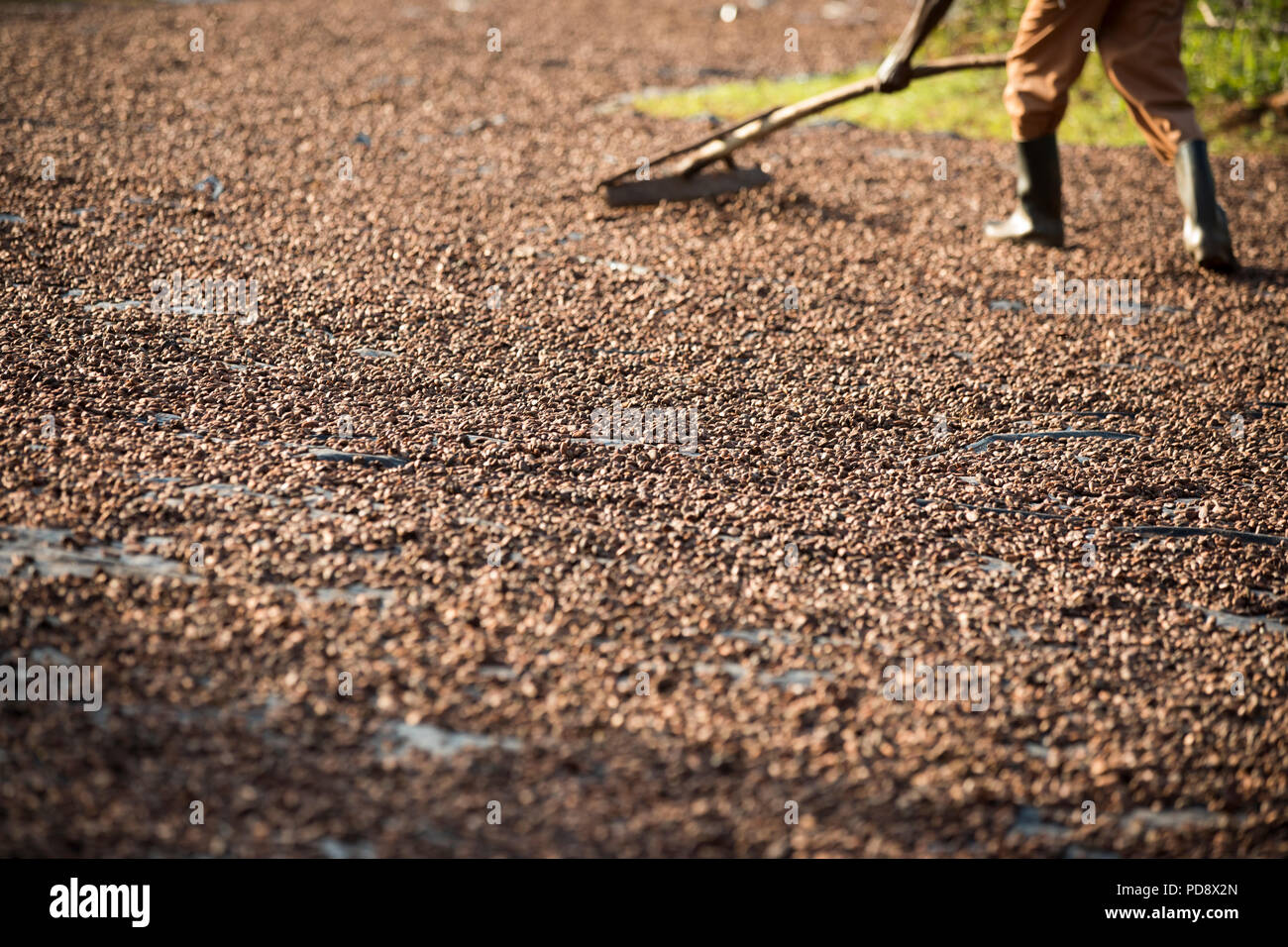 Cocoa bean fermentation hi-res stock photography and images - Alamy